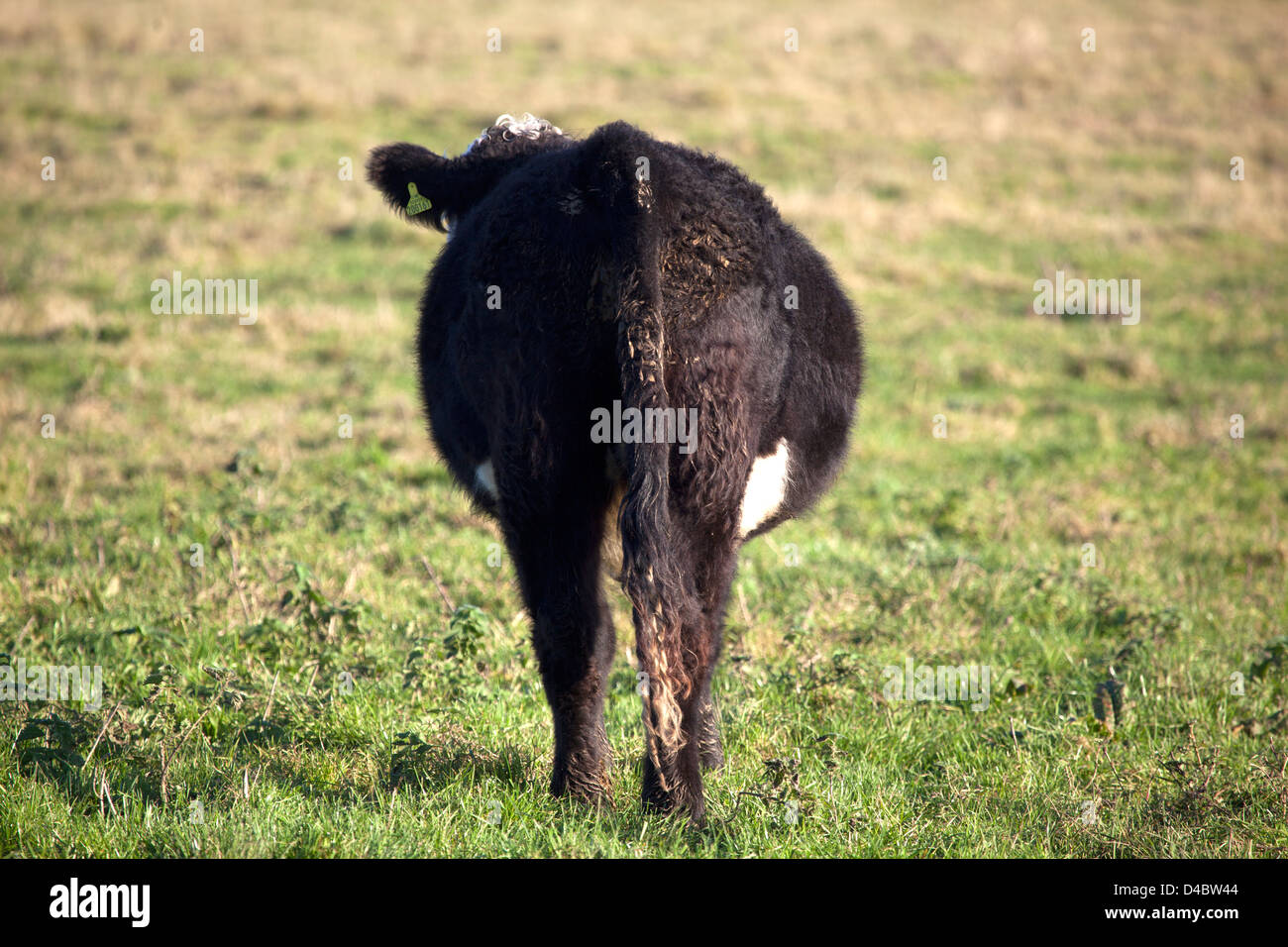 Cow in Field seen from behind Stock Photo - Alamy