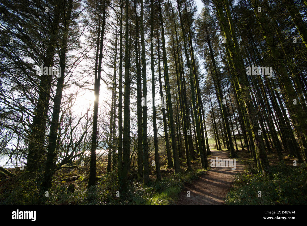Path through trees Stock Photo - Alamy