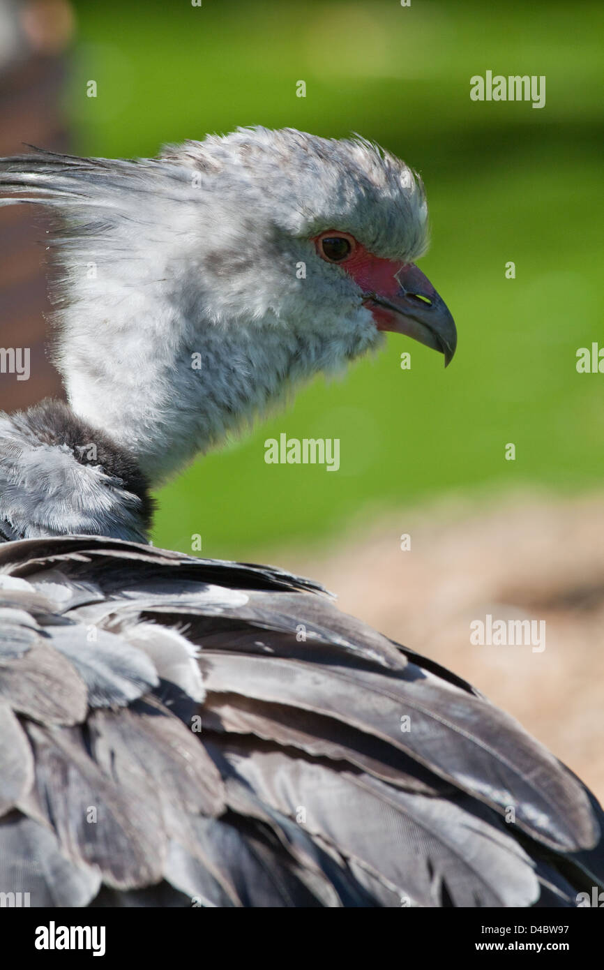 South american wetland birds hi-res stock photography and images - Alamy