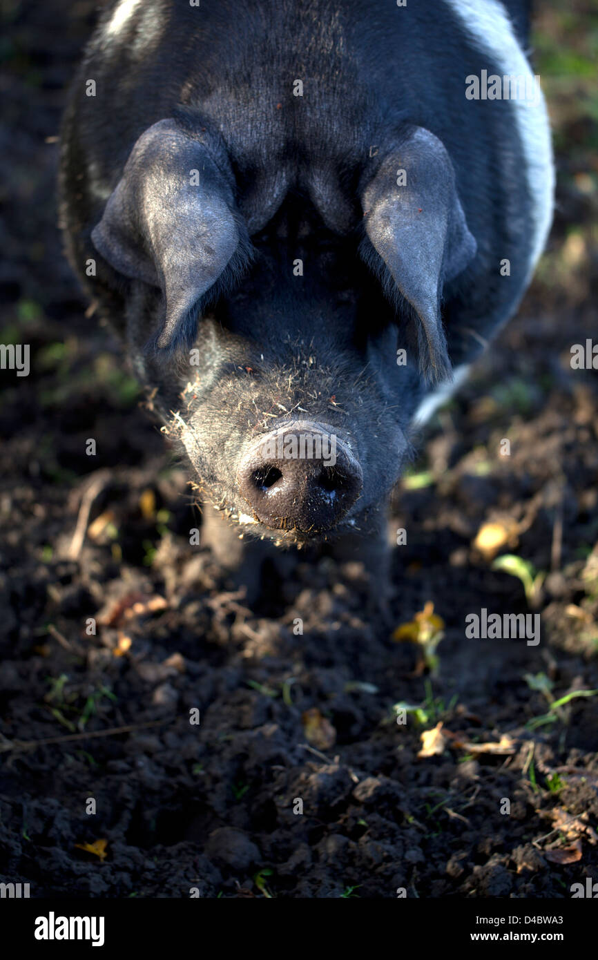 British farming pigs hi-res stock photography and images - Alamy