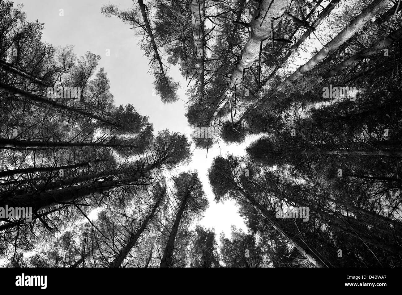 Wide looking up hi-res stock photography and images - Alamy