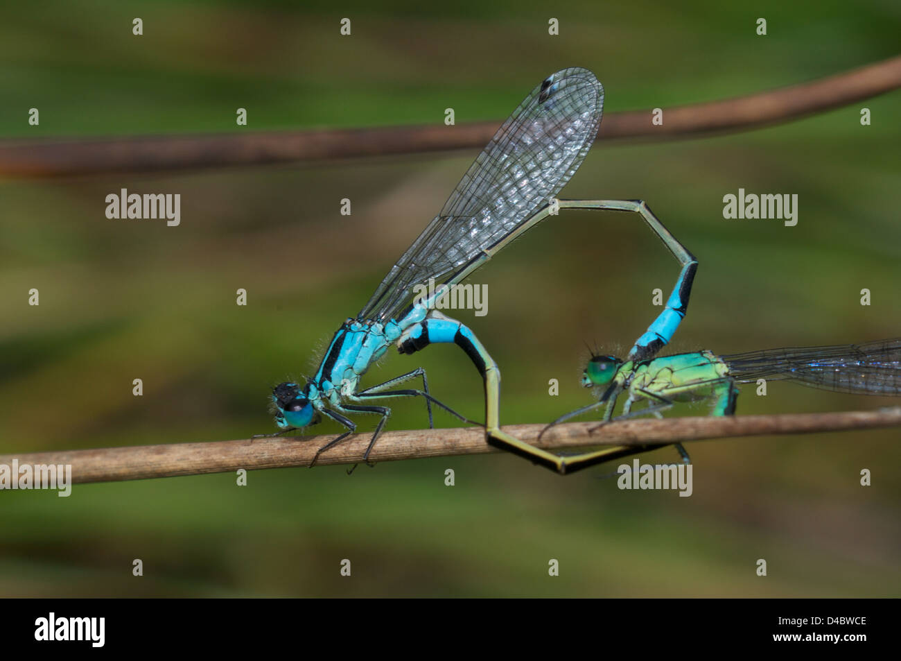 Damselfly mating hi-res stock photography and images - Alamy
