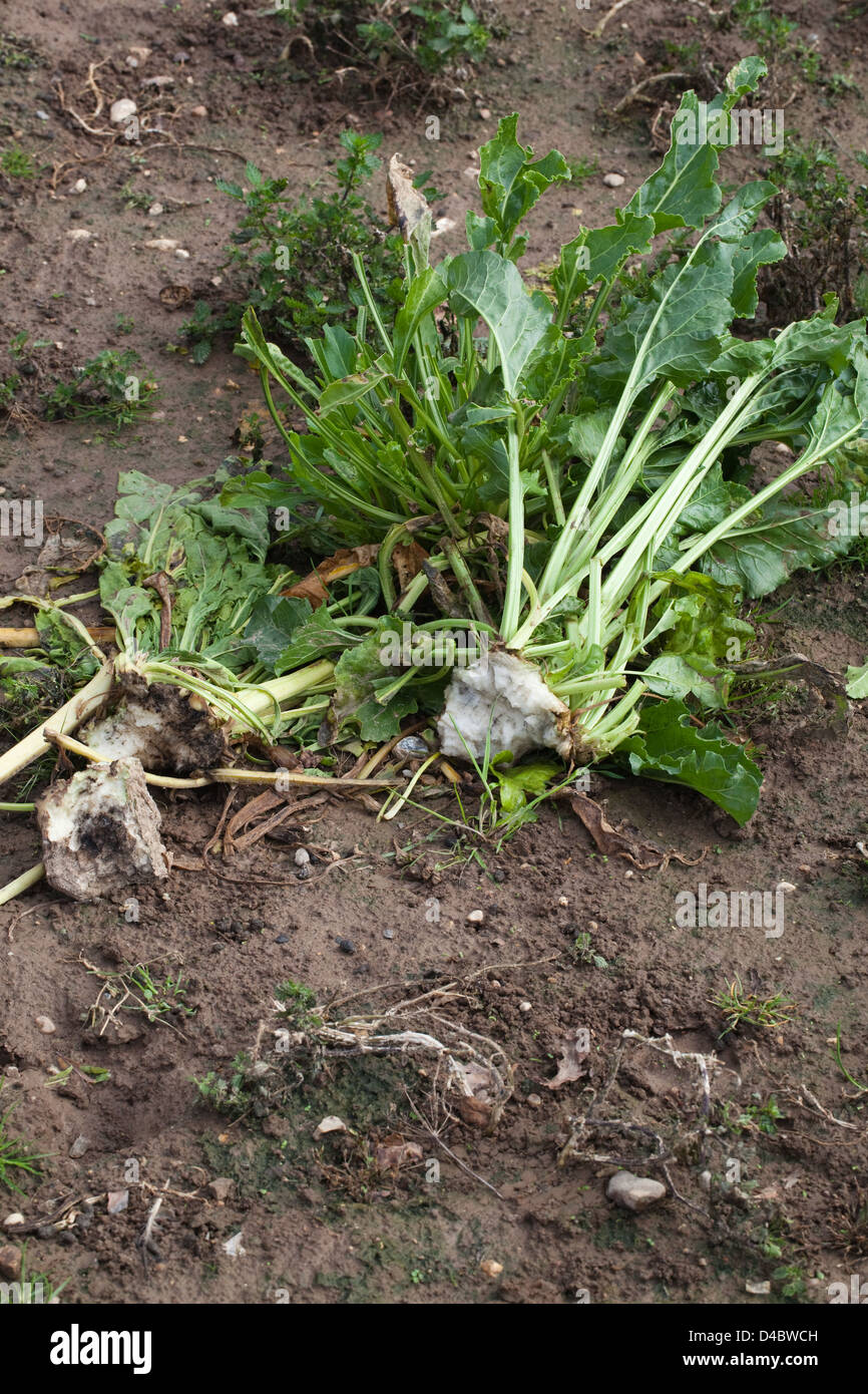 CALIFORNIA RED-SIDED GARTER SNAKE Thamnophis sirtalis infernalis Stock ...