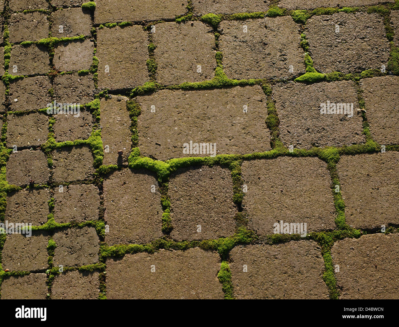Path tiles with moss growing between Stock Photo - Alamy