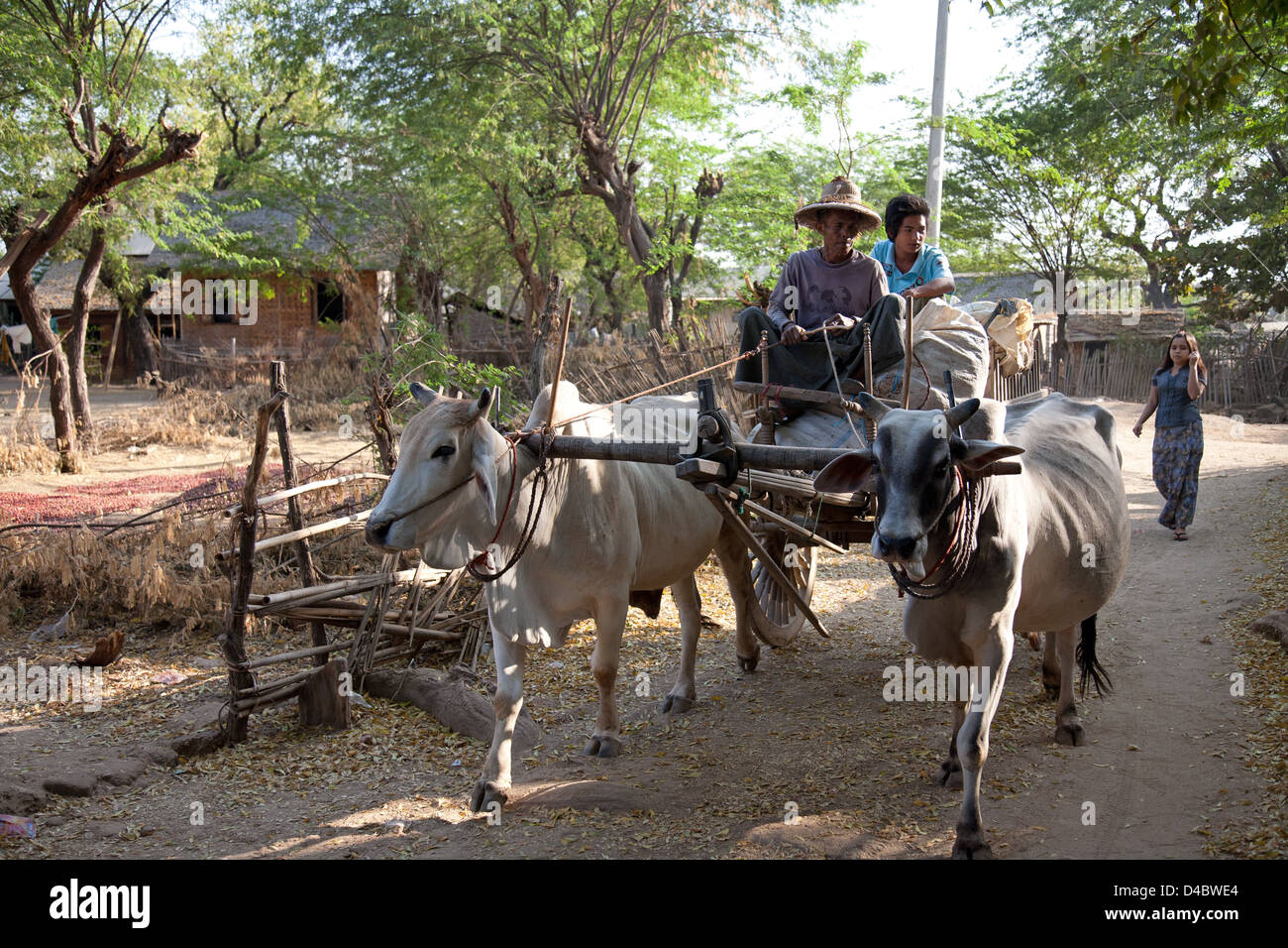 Driving ox cart hi-res stock photography and images - Alamy