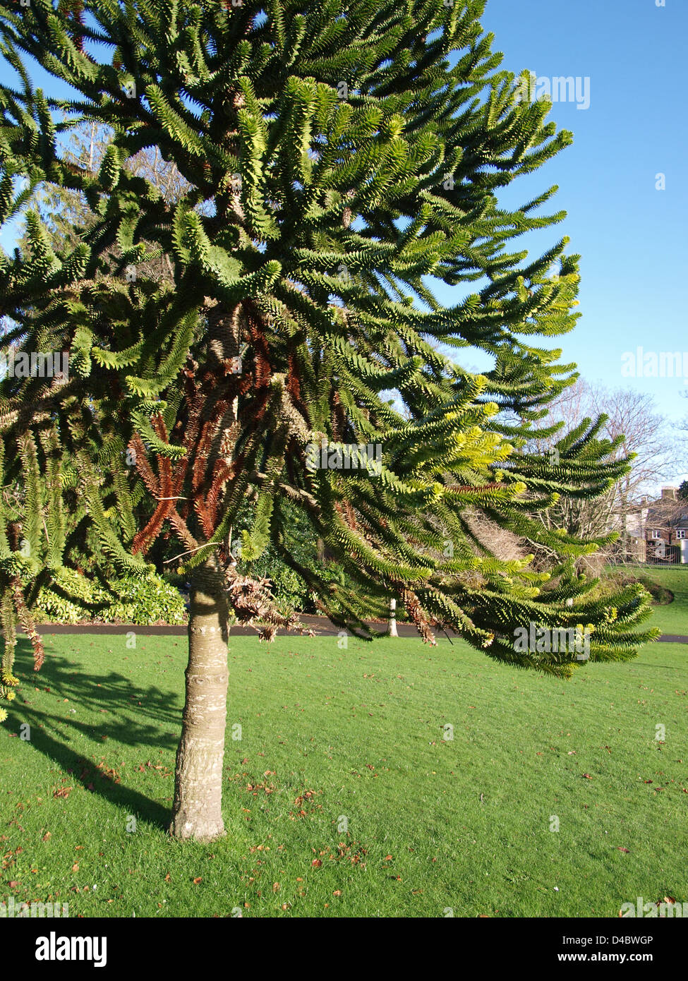 Monkey tree in park setting Stock Photo - Alamy