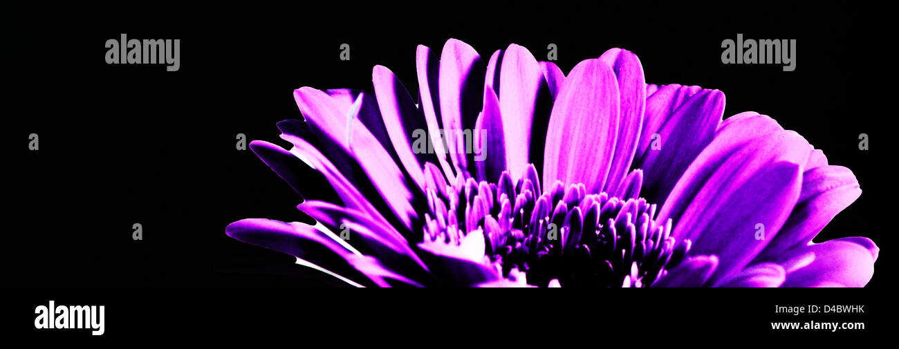 single flower close up Stock Photo - Alamy