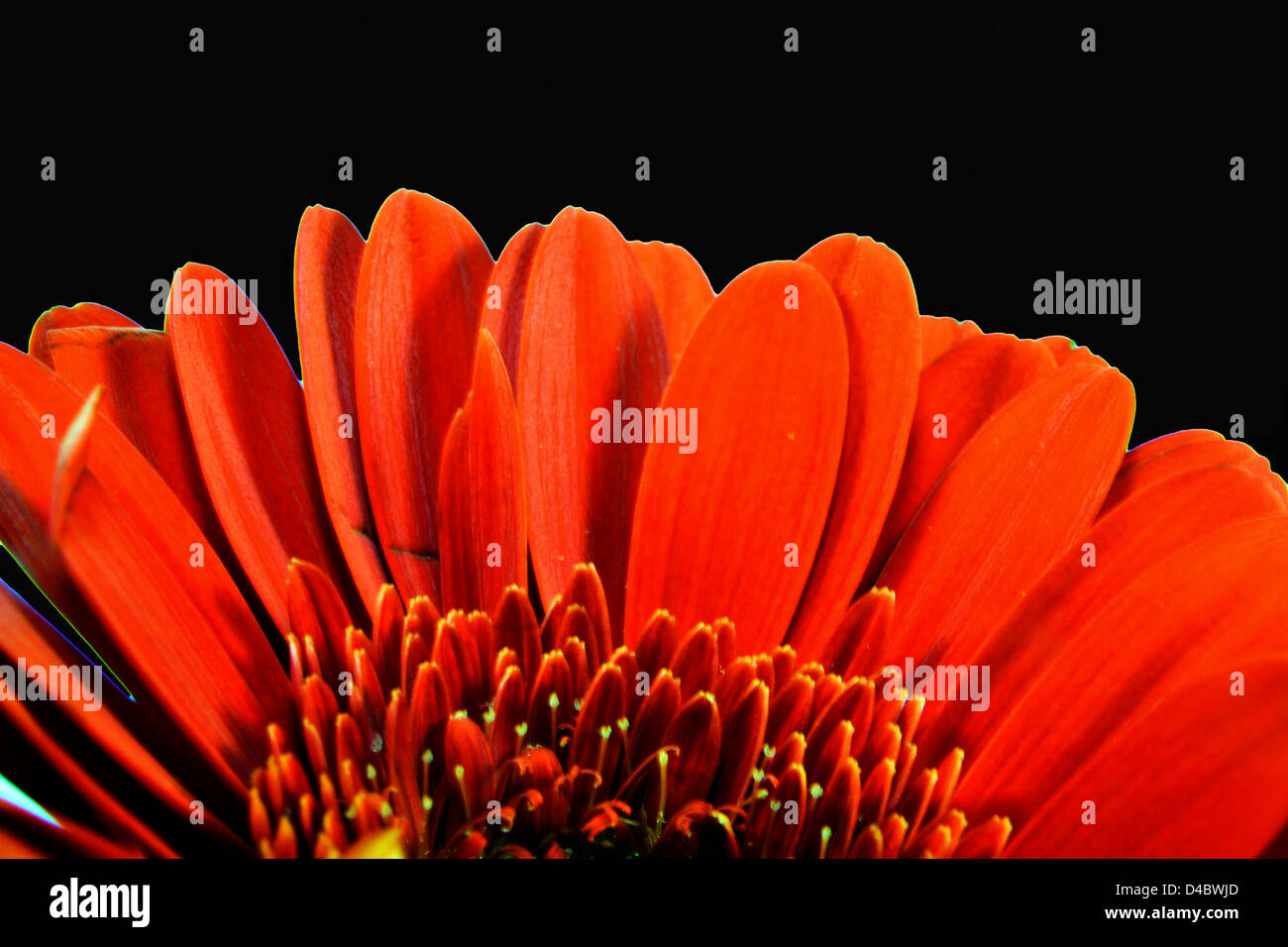 single flower close up Stock Photo - Alamy
