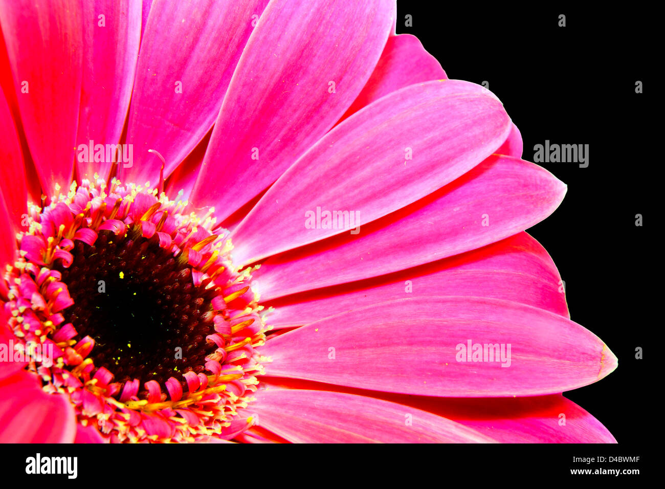 single flower close up Stock Photo - Alamy