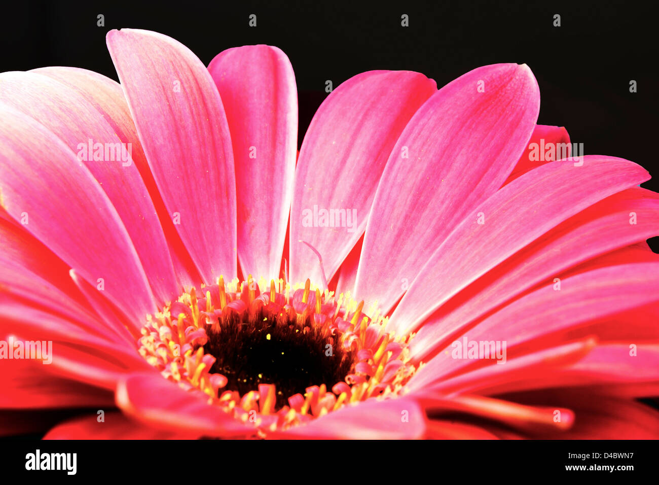 single flower close up Stock Photo - Alamy