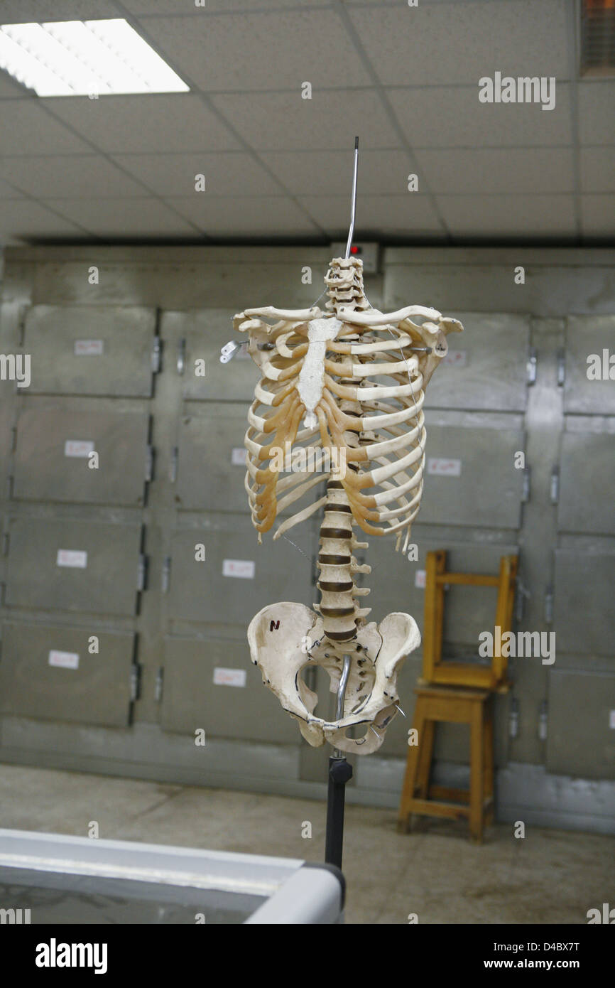 Model of human skeleton Stock Photo - Alamy