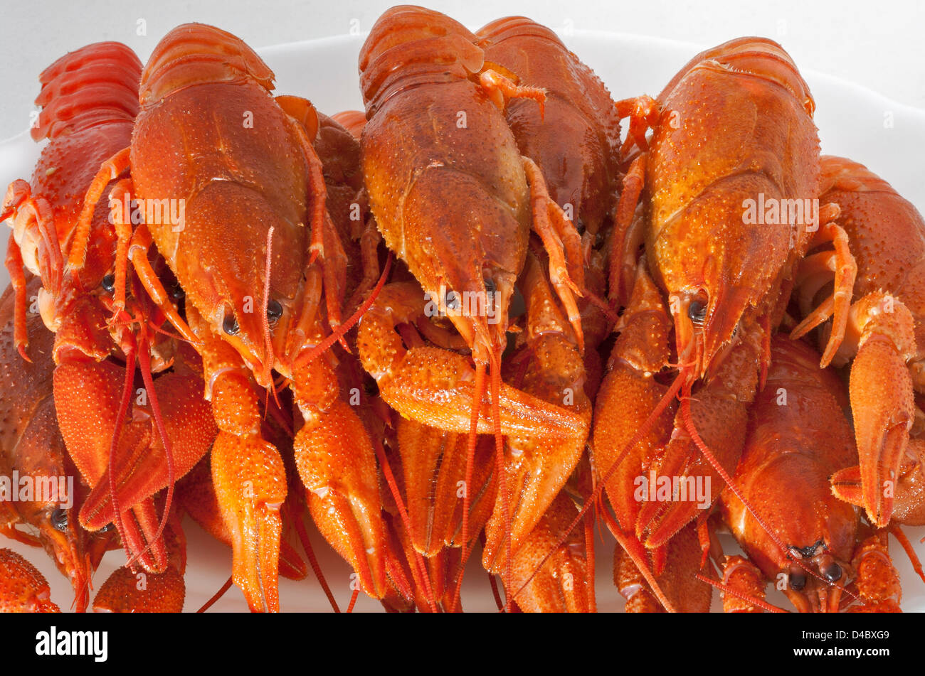 red cooked crawfish pile closeup on white plate Stock Photo - Alamy