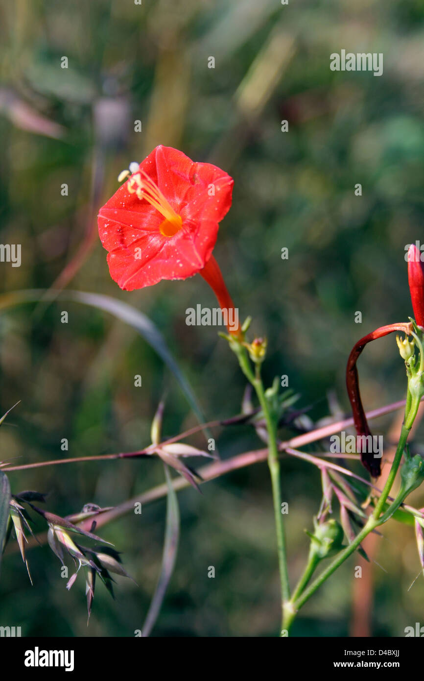 Ipomoea hederifolia, Scarlet Creeper, Cardinal's Flower, Red Ipomoea ...