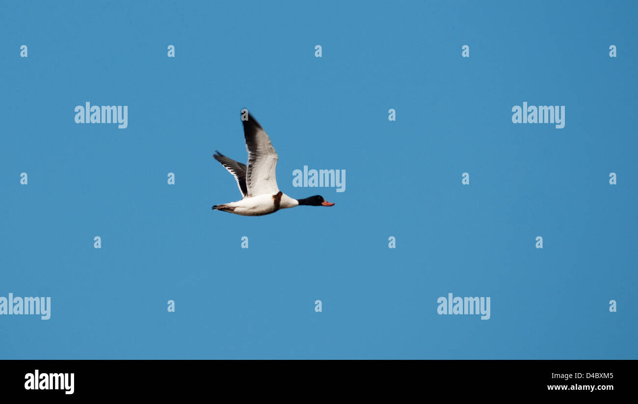 Drake flying home hi-res stock photography and images - Alamy