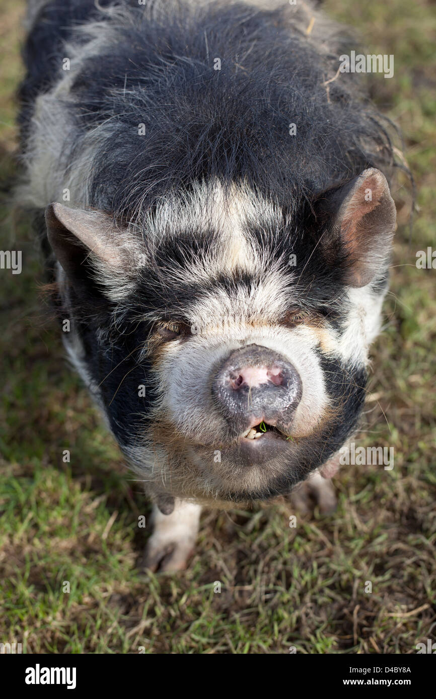 Rare Pig Breeds High Resolution Stock Photography and Images - Alamy