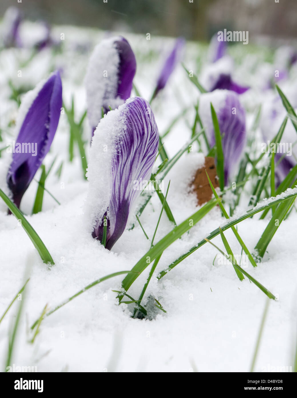 Crocus flowers flower hi-res stock photography and images - Alamy