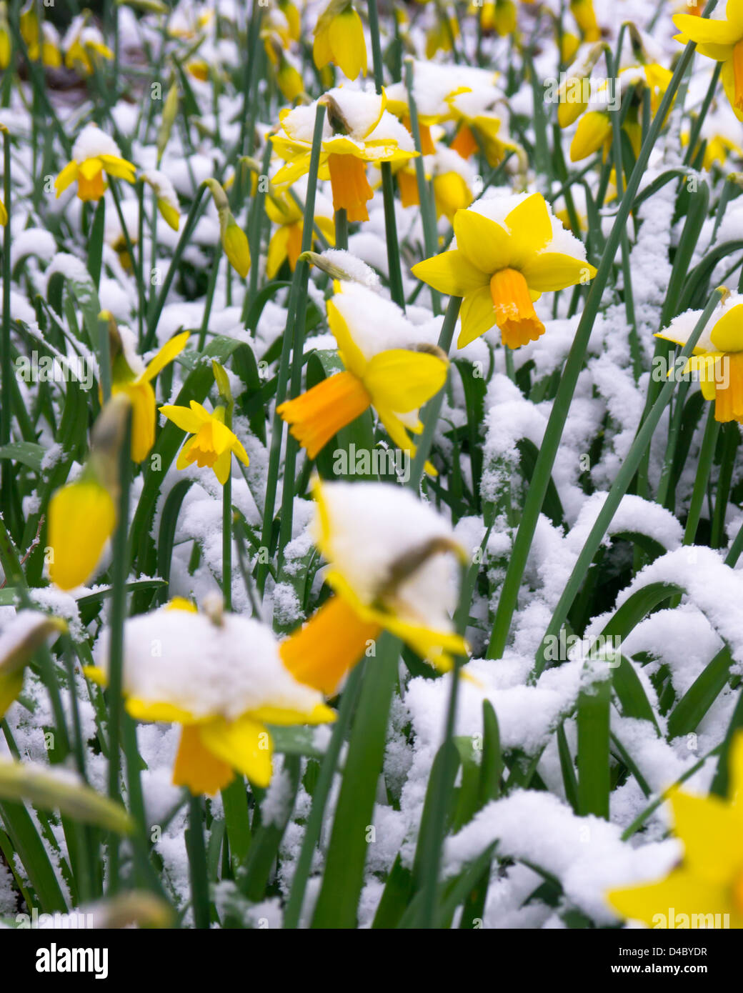 Daffodils covered in snow hi-res stock photography and images - Alamy