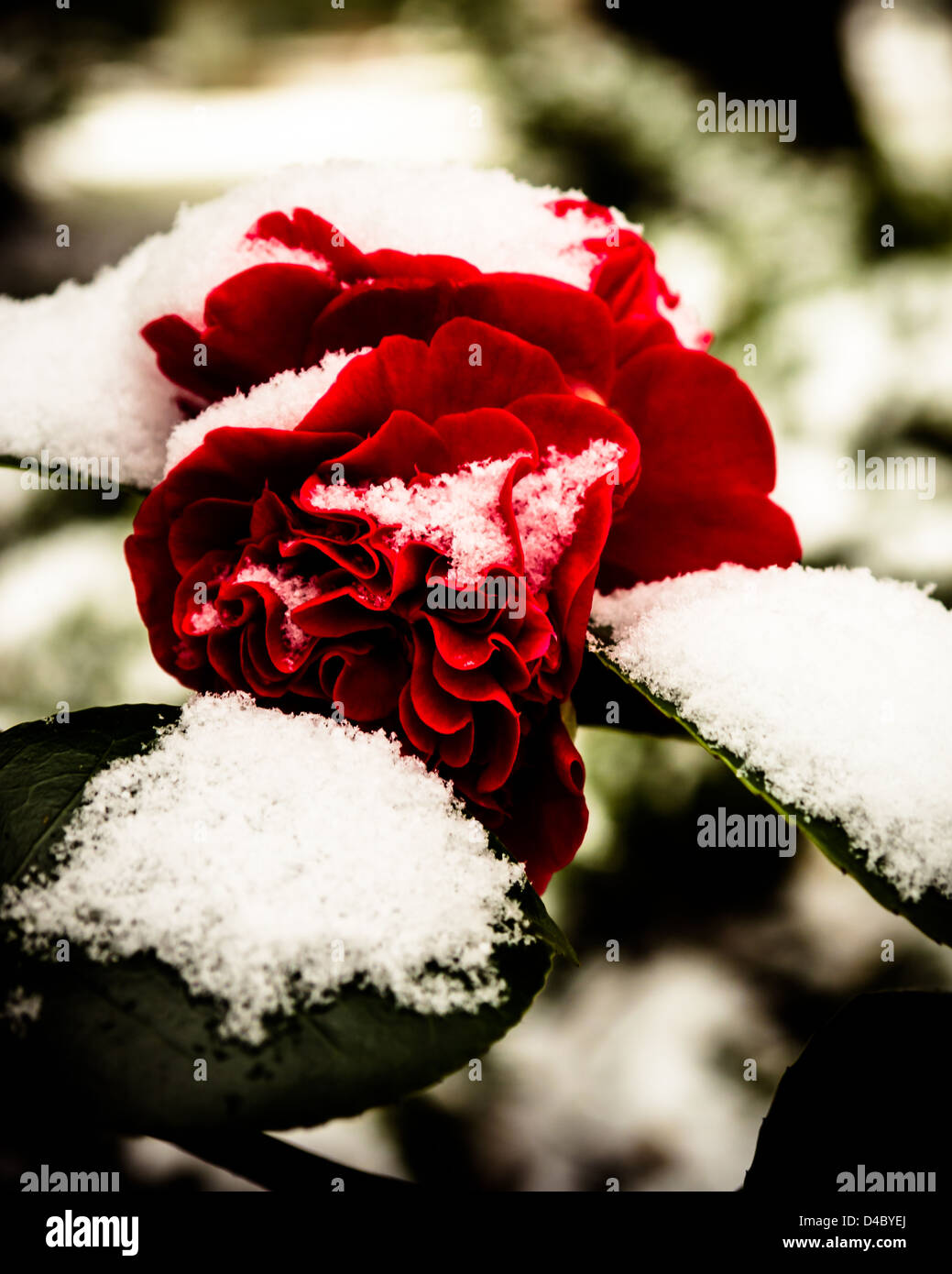 A red rose in the snow Stock Photo - Alamy