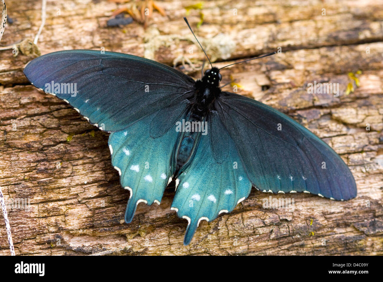 Pipevine swallowtail hi-res stock photography and images - Alamy Pipevine swallowtail hi-res stock photography and images - Alamy