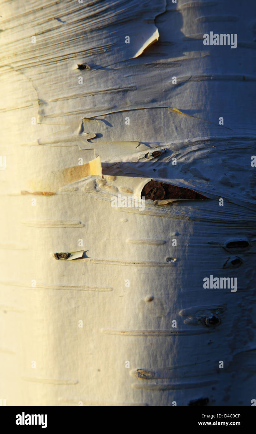 Betula pendula. Texture of birch bark, background Stock Photo - Alamy
