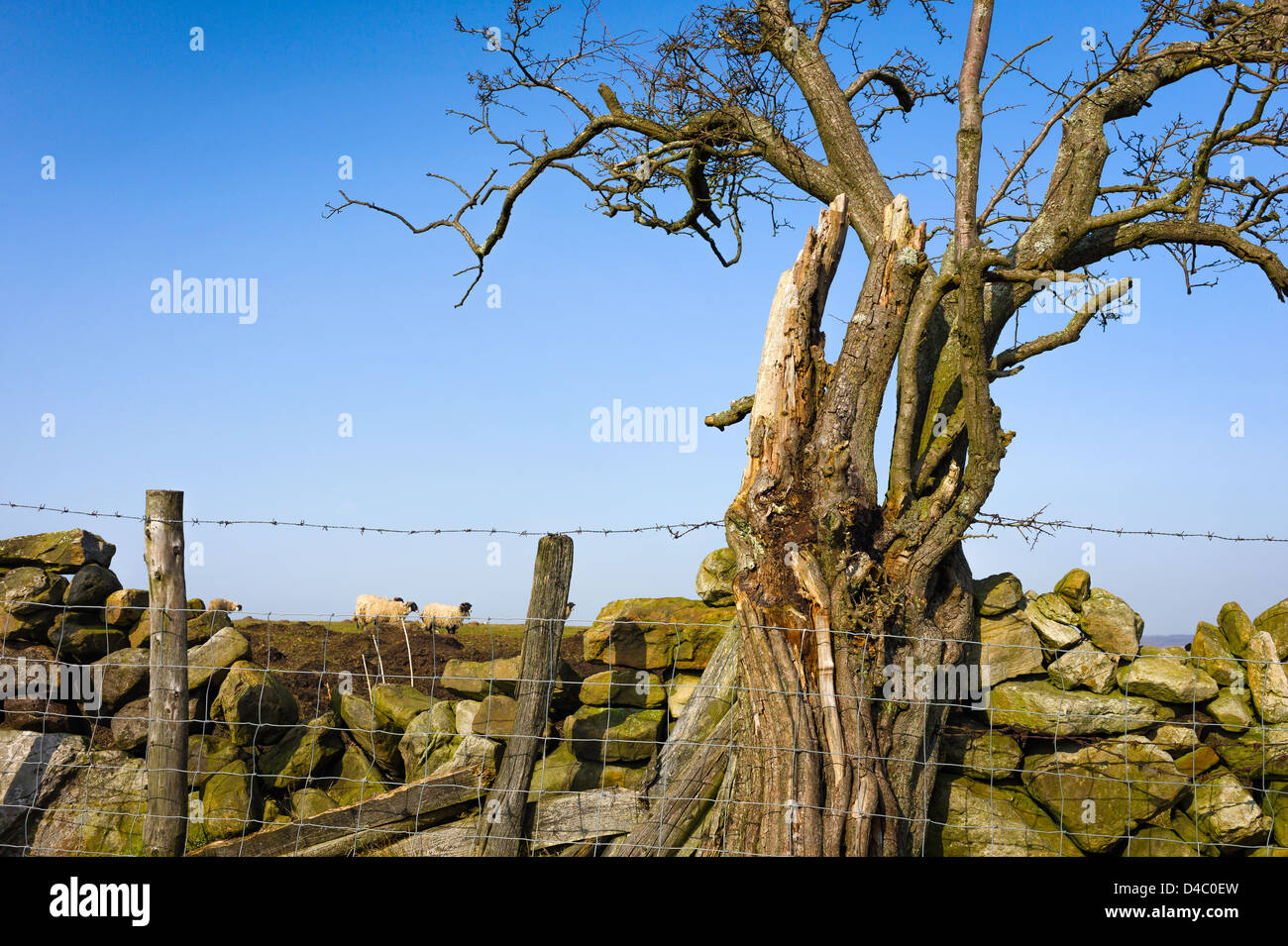 Tree and dry stone wall hi-res stock photography and images - Alamy