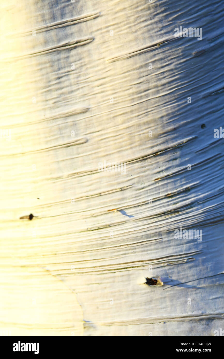 Betula pendula. Texture of birch bark, background Stock Photo - Alamy