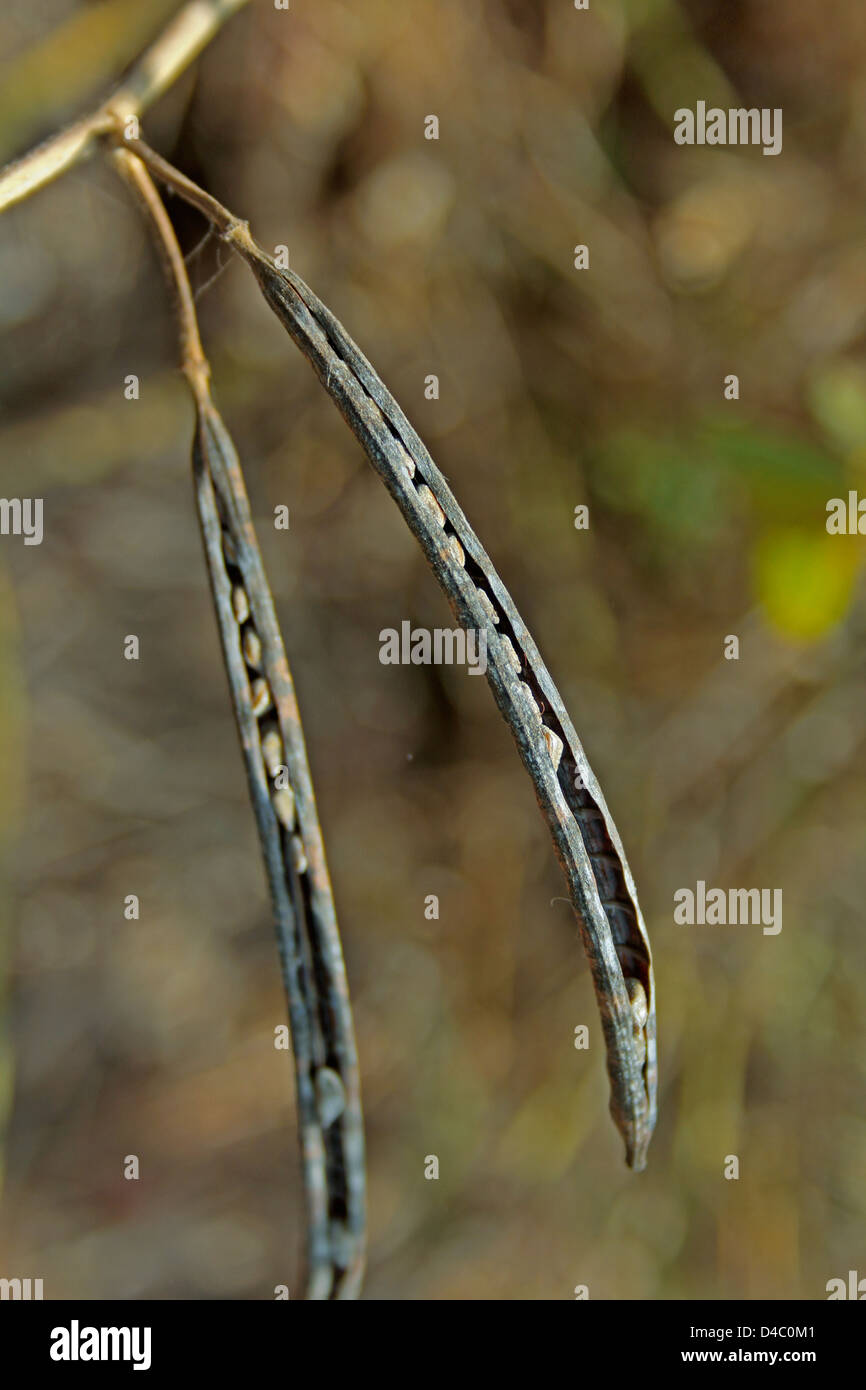 Pods of Senna tora, Stinking Cassia Stock Photo - Alamy