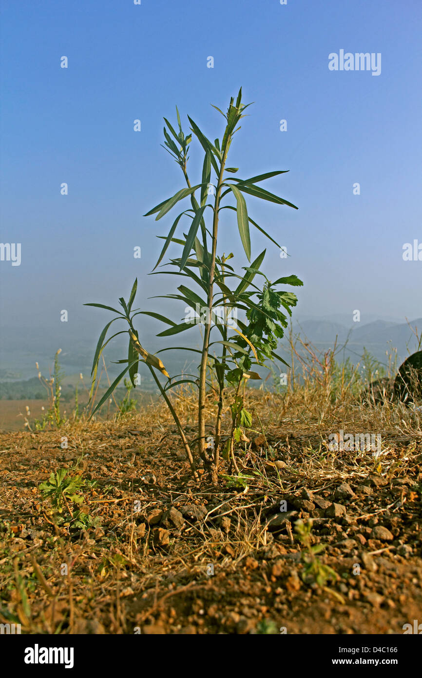 Oleander, Nerium oleander, Nerium indicum tree Stock Photo - Alamy