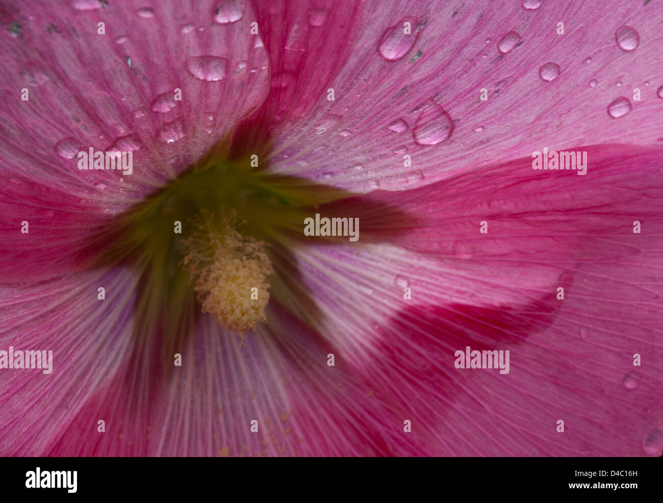 Close up of a large pink flower with rain drops Stock Photo - Alamy