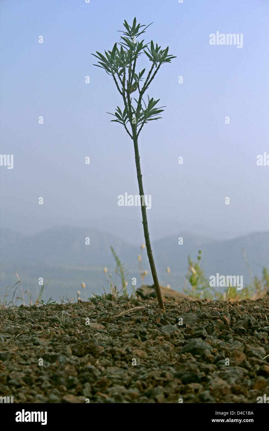 Oleander, Nerium oleander, Nerium indicum tree Stock Photo - Alamy