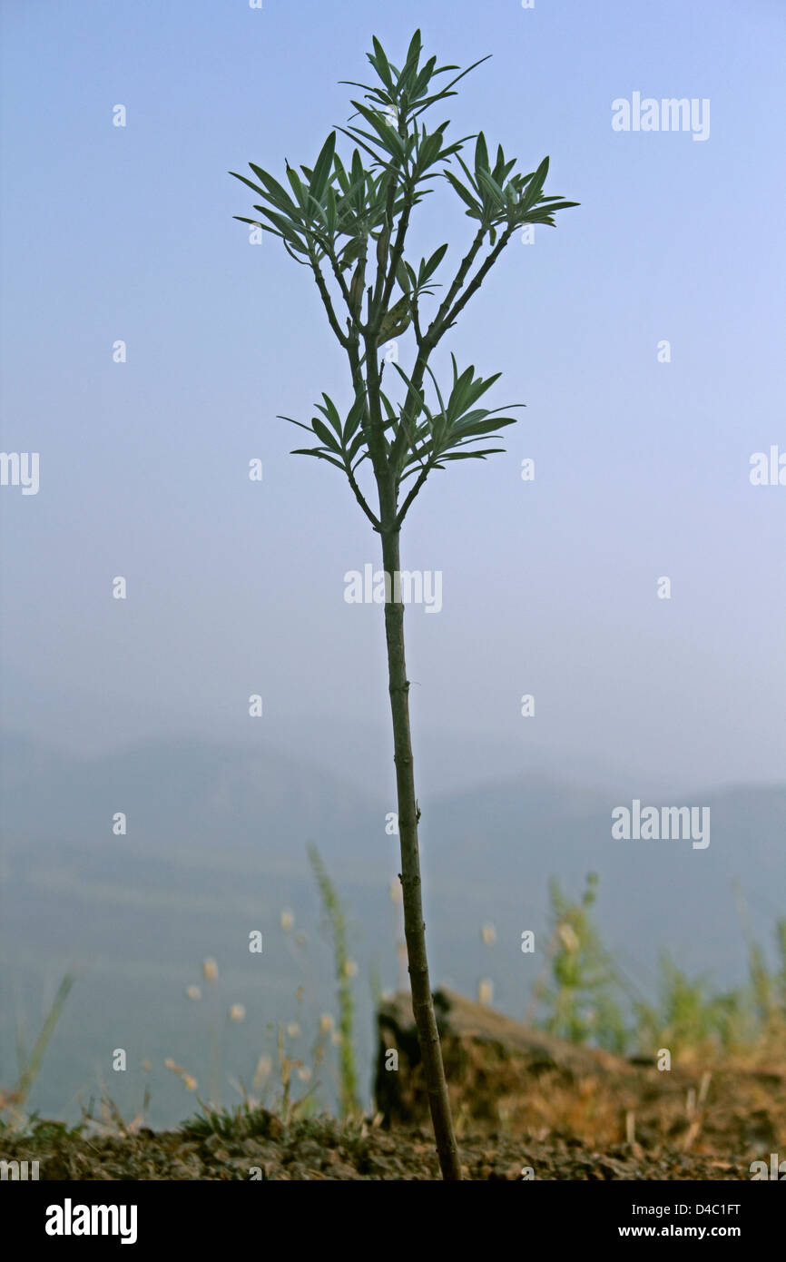 Oleander, Nerium oleander, Nerium indicum tree Stock Photo - Alamy