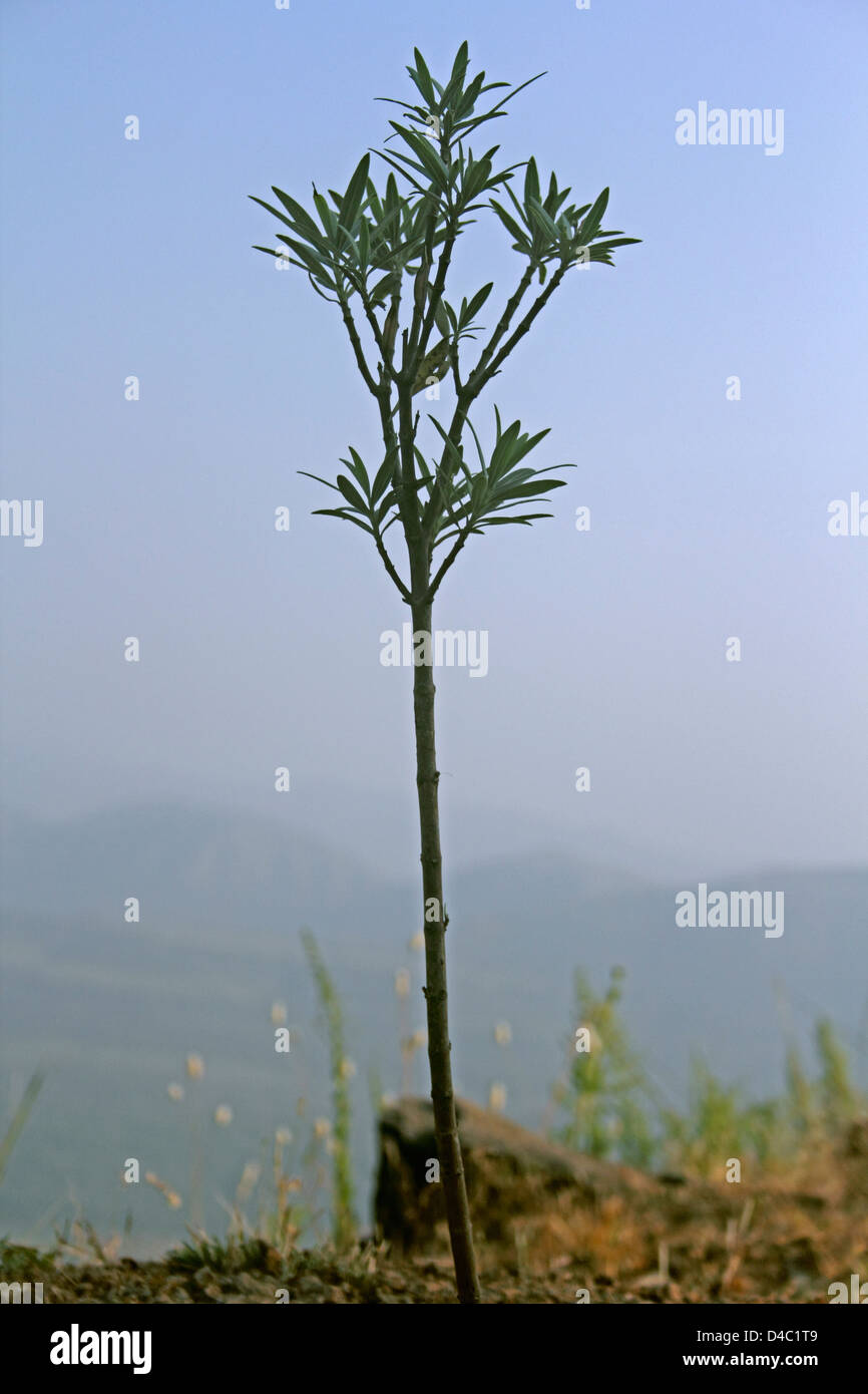 Oleander, Nerium oleander, Nerium indicum tree Stock Photo - Alamy
