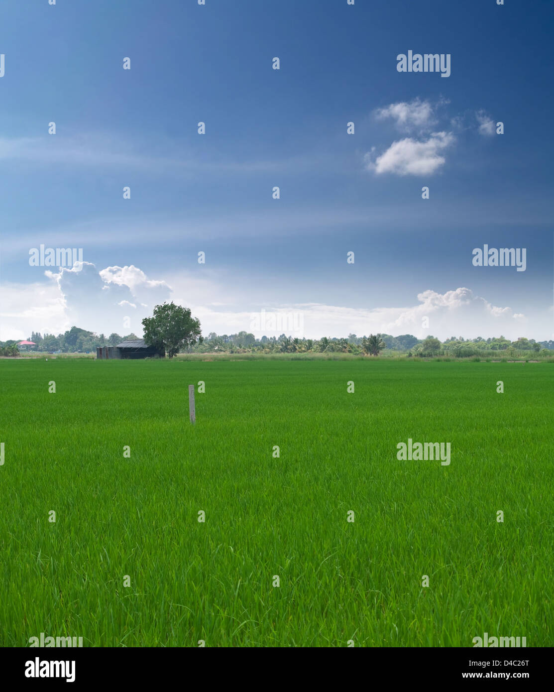 Greenish paddy field hi-res stock photography and images - Alamy