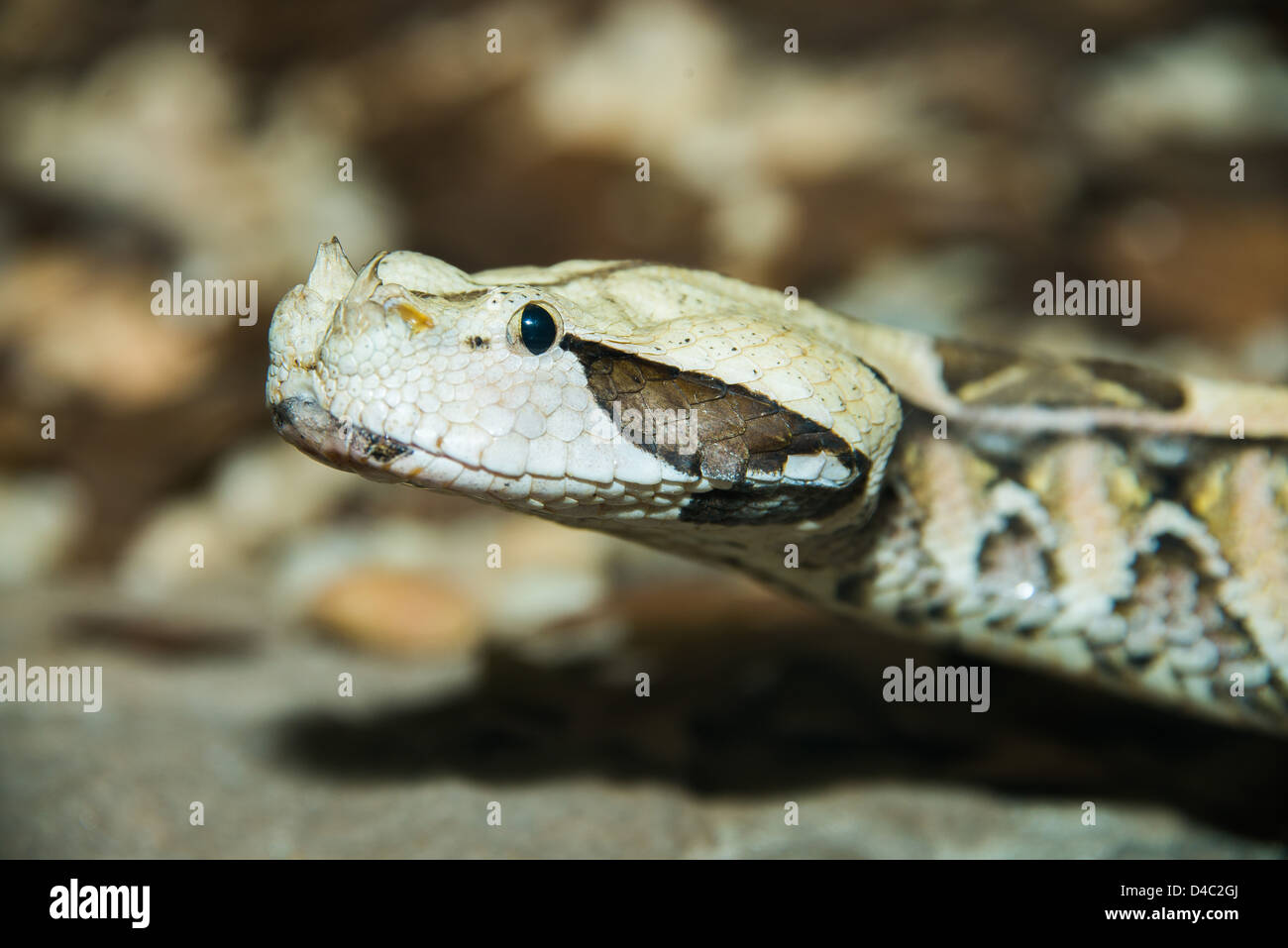 This is an image of a Gaboon Viper (Bitis gabonica Stock Photo - Alamy