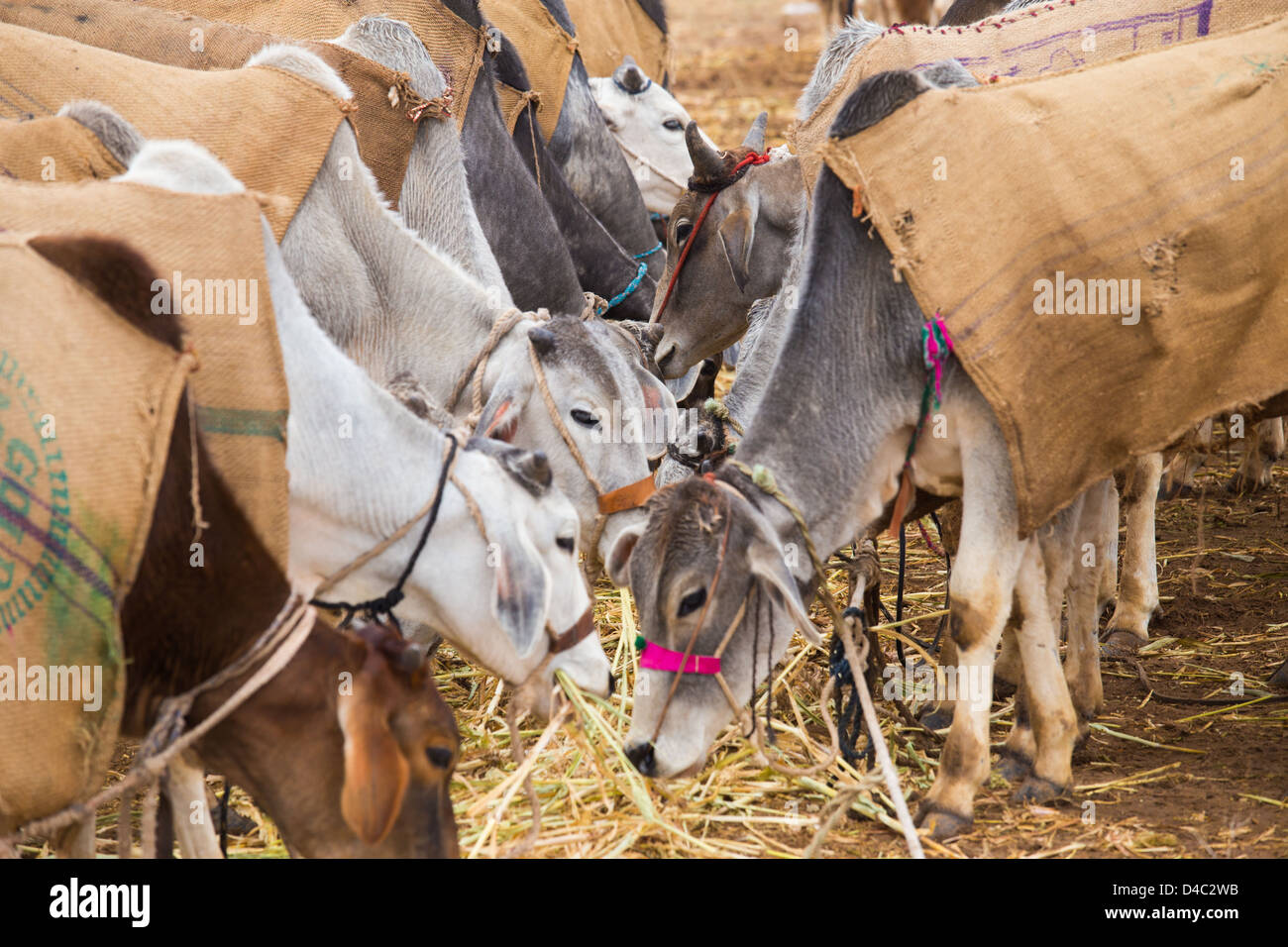 Nagaur Cattle Fair, Nagaur, Rajasthan, India Stock Photo - Alamy