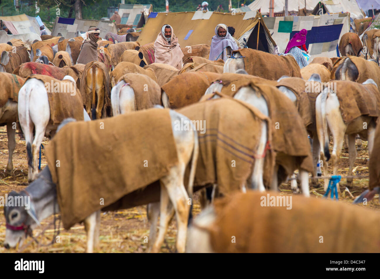 Nagaur mela hi-res stock photography and images - Alamy