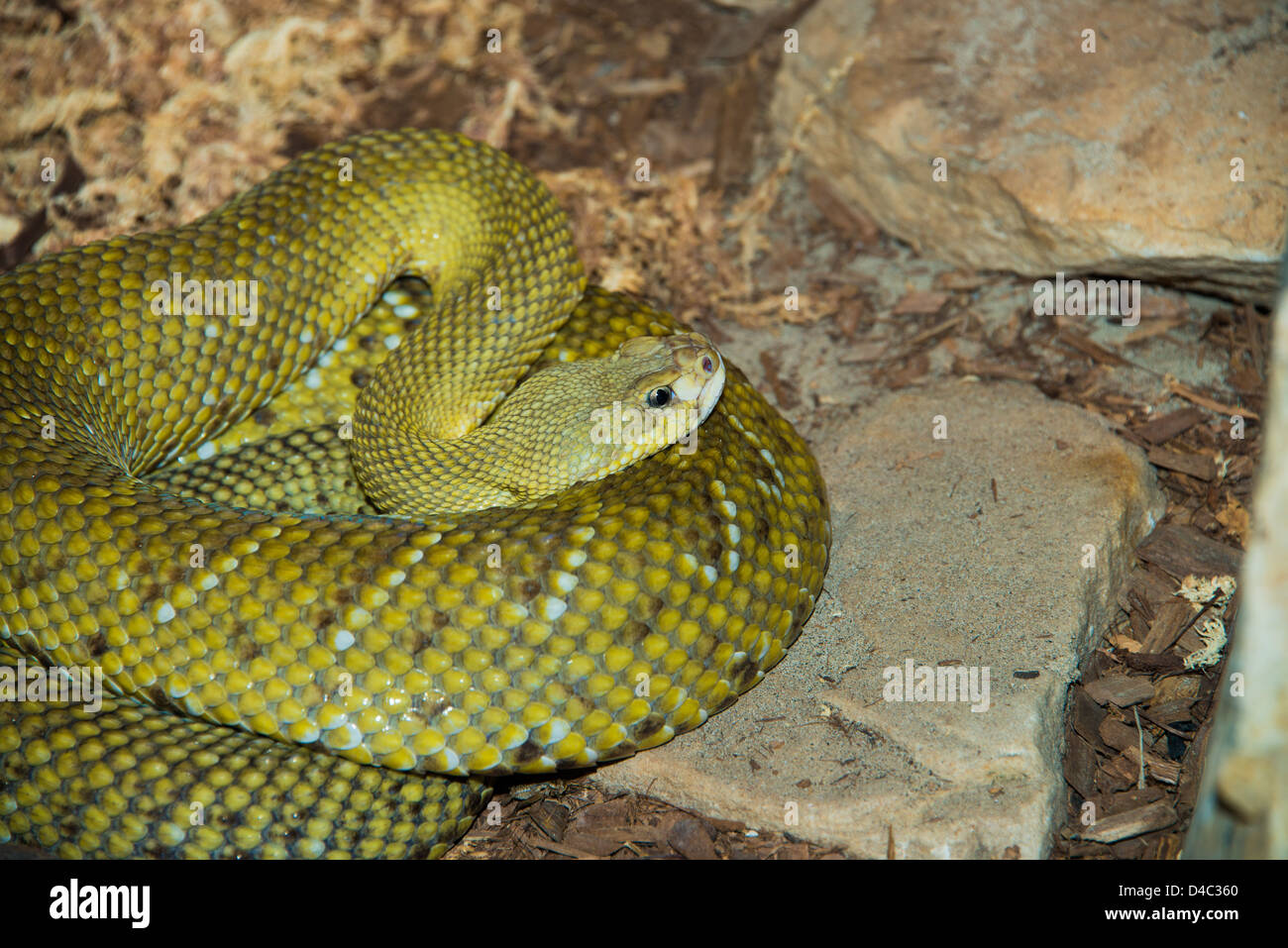 This is an image of a snake Stock Photo - Alamy