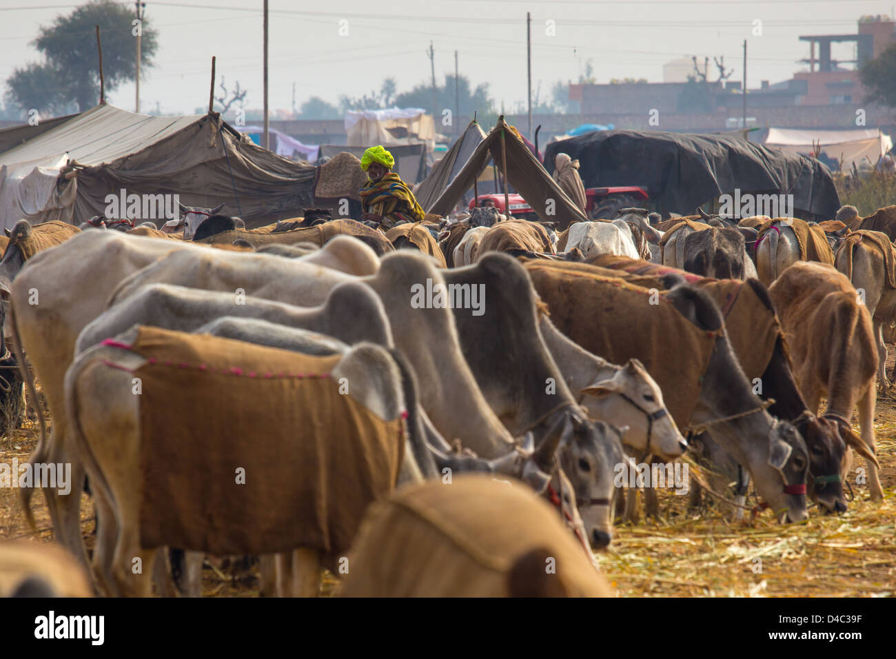Nagaur Cattle Fair, Nagaur, Rajasthan, India Stock Photo - Alamy