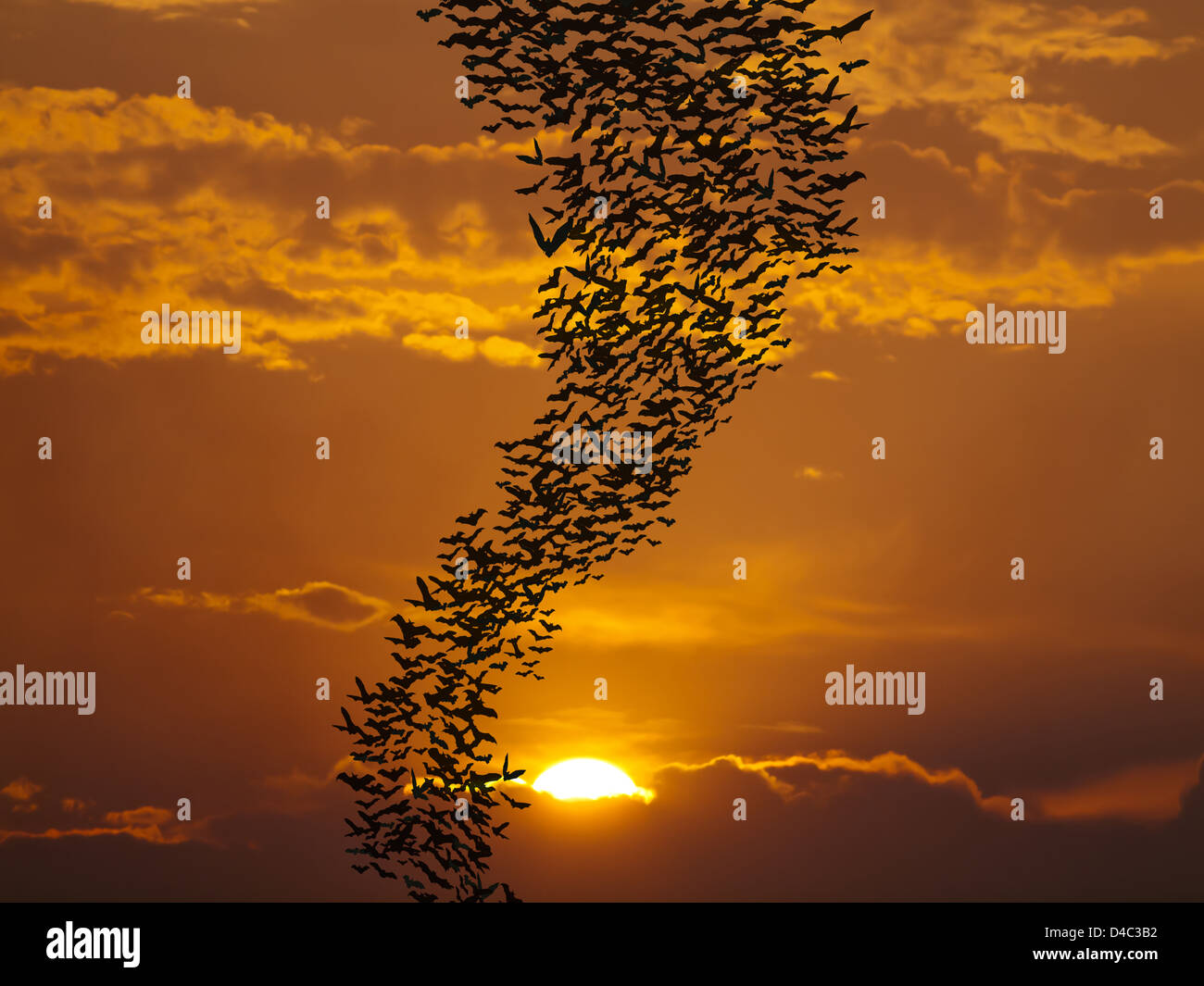 Bats flying againt sun and golden sky Stock Photo - Alamy