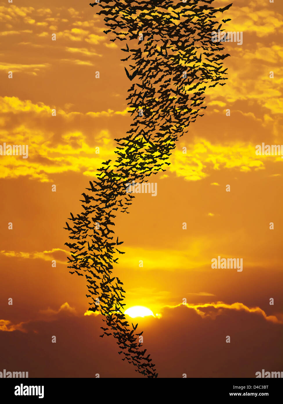 Bats flying againt sun and golden sky Stock Photo - Alamy
