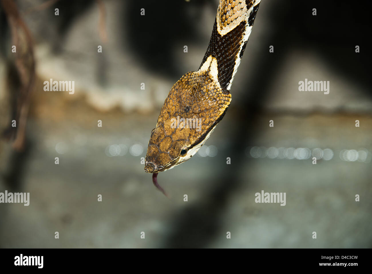 This is an image of a snake Stock Photo - Alamy