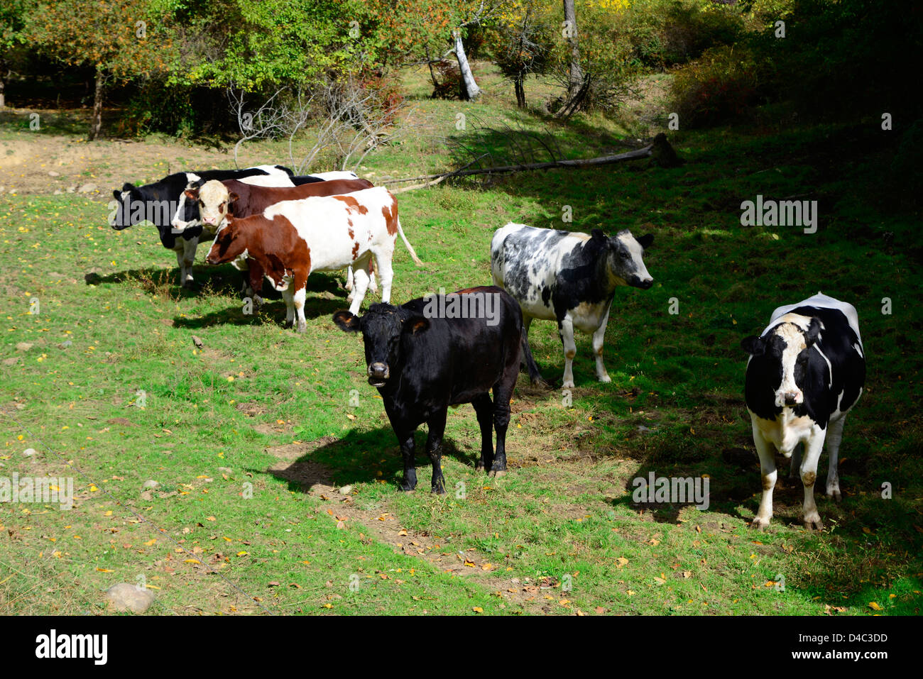 Cattle grazing in grassy area on farm Stock Photo - Alamy