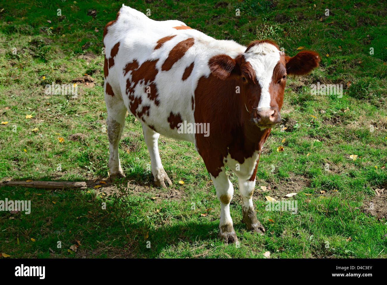 Cattle grazing in grassy area on farm Stock Photo - Alamy