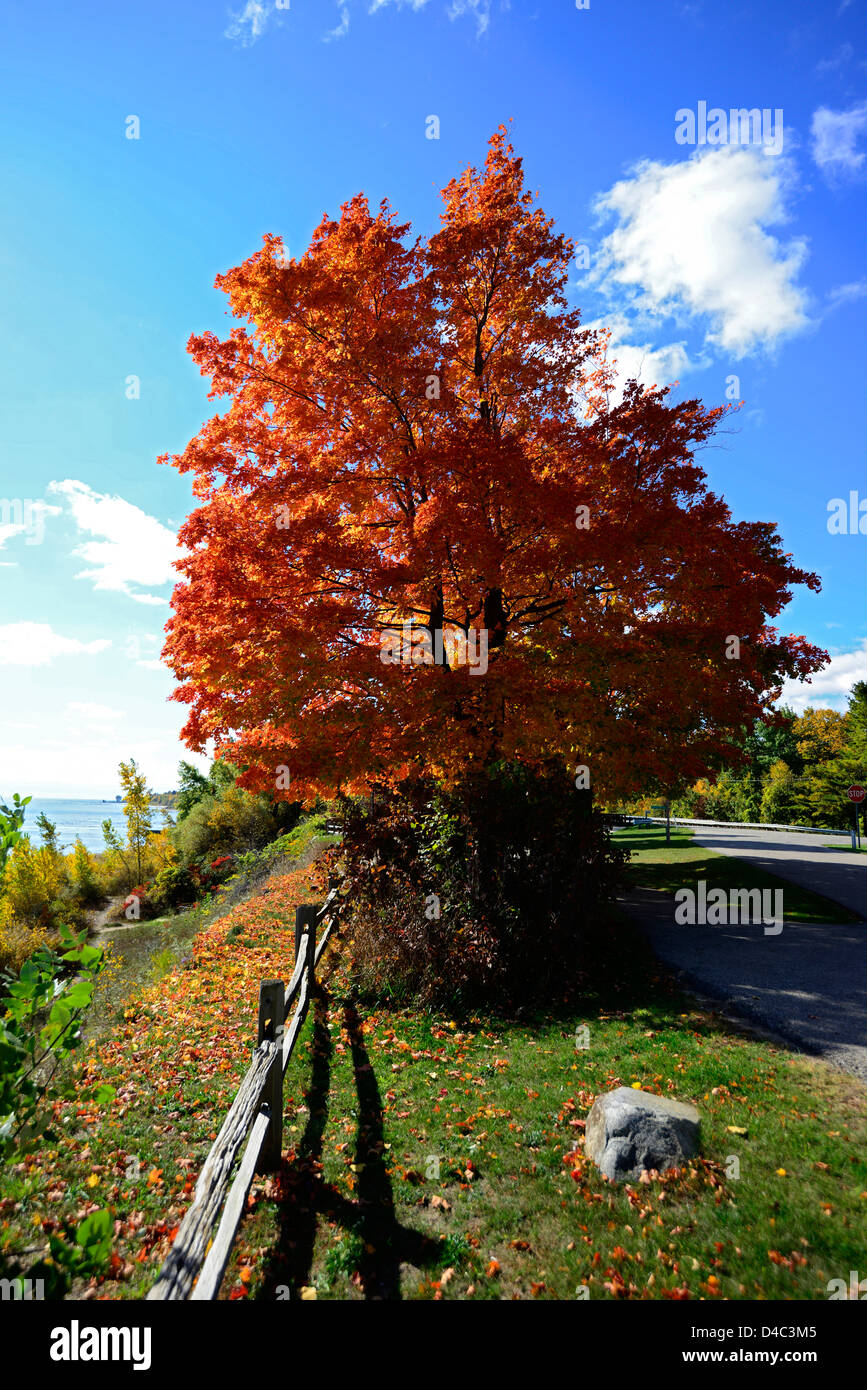 Fenced shoreline with colorful fall leaves autumn trees Michigan Stock ...