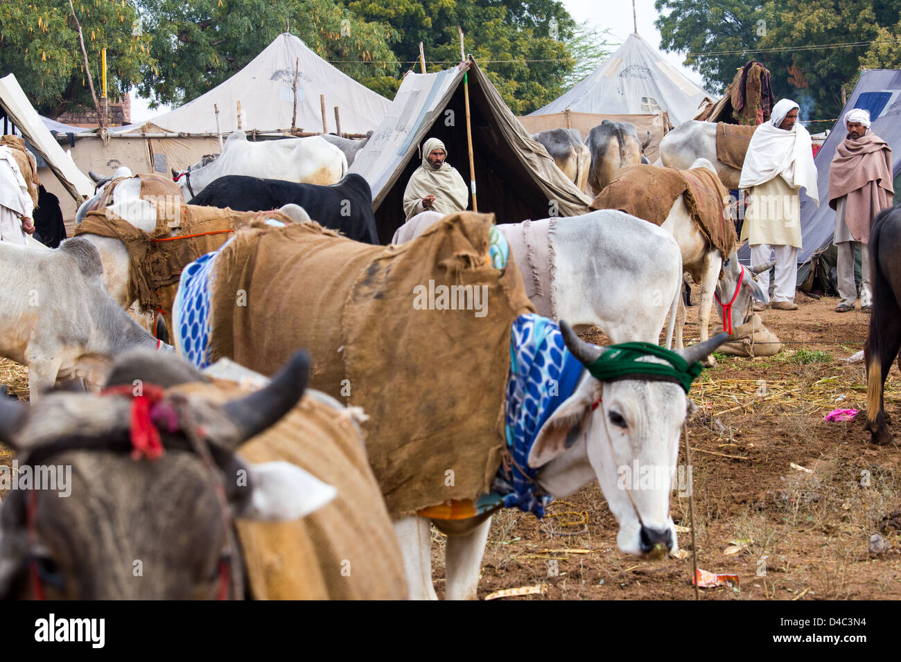 Nagaur Cattle Fair, Nagaur, Rajasthan, India Stock Photo - Alamy