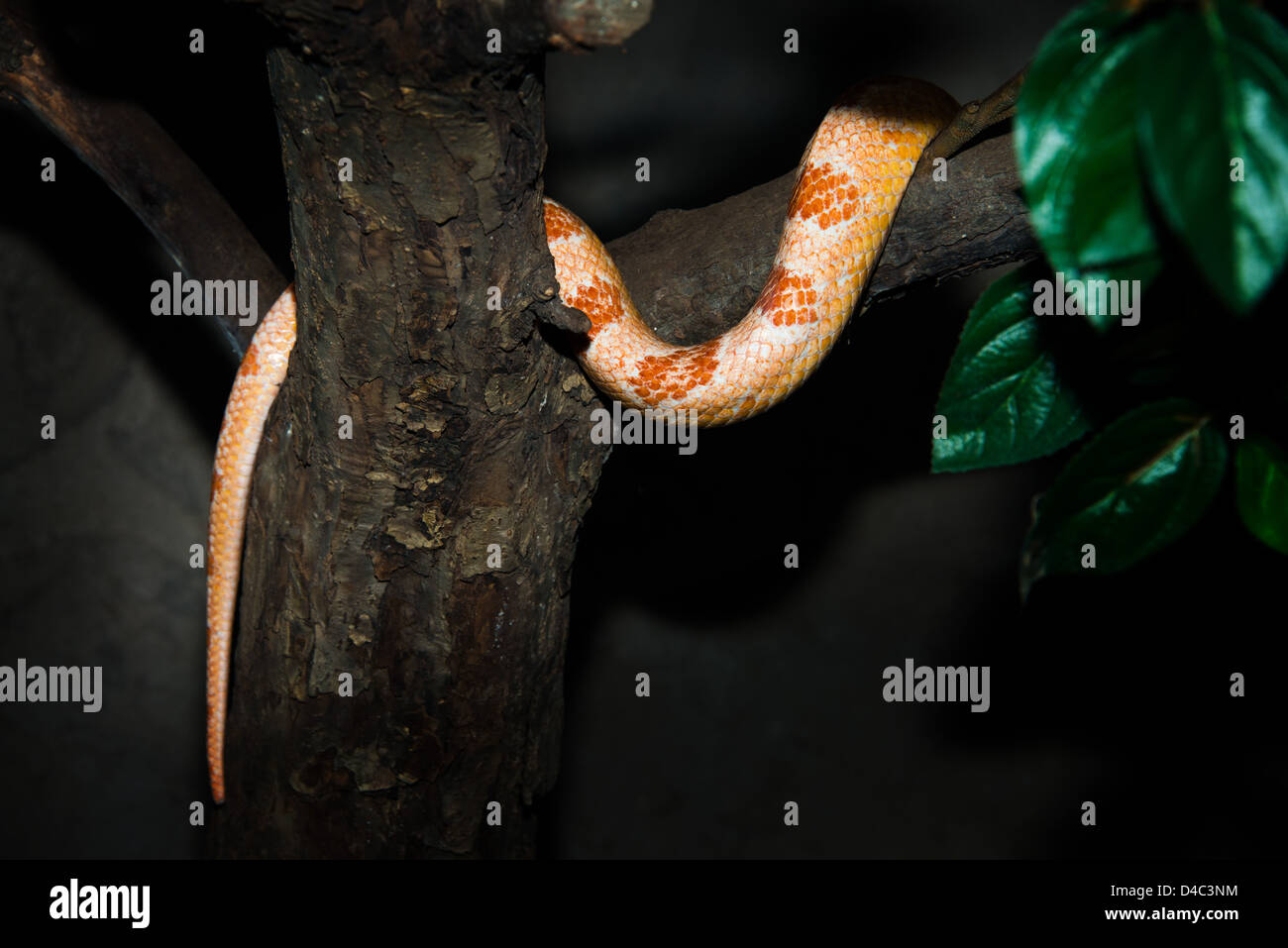 This is an image of a snake Stock Photo - Alamy