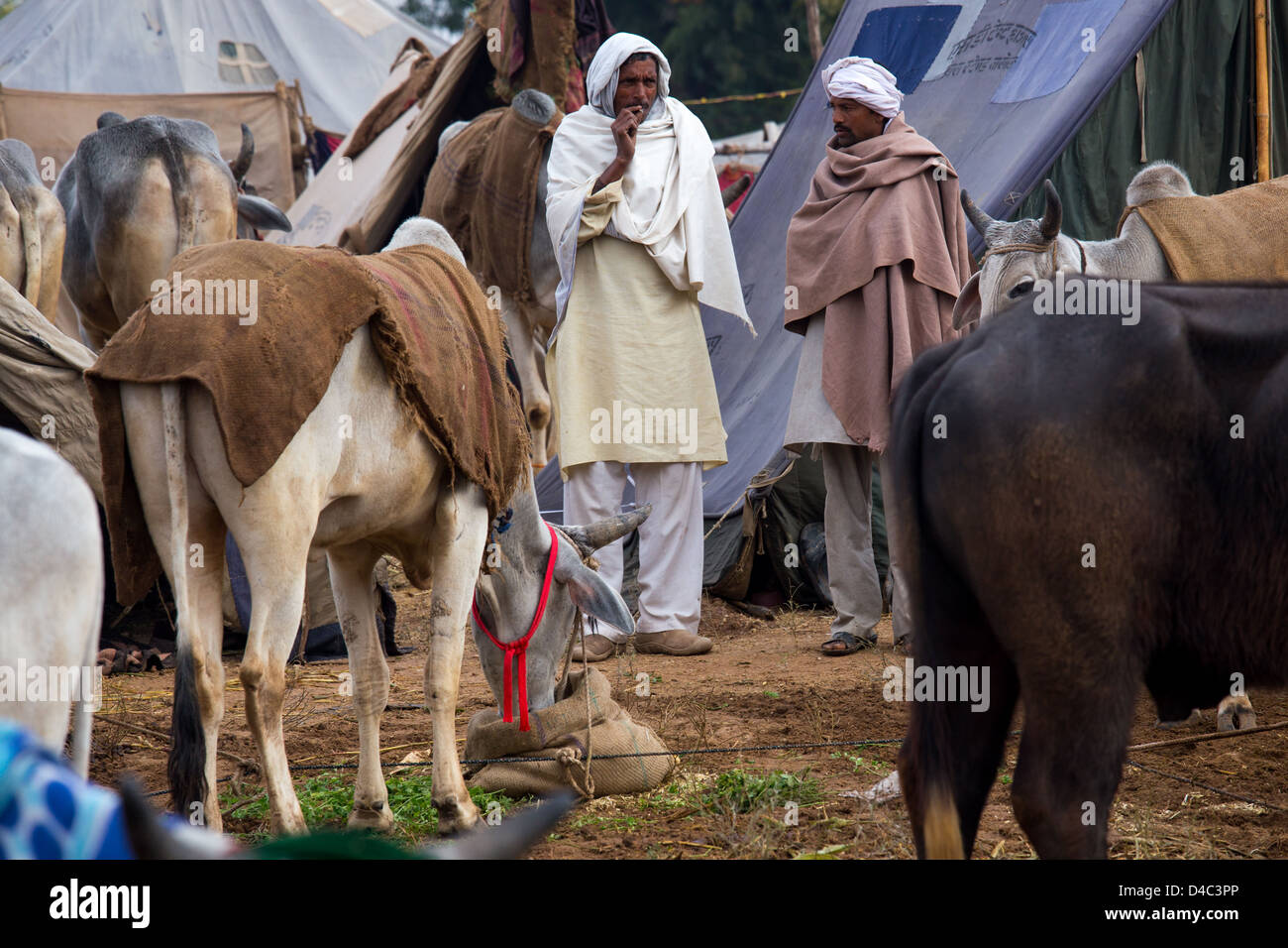 Nagaur Cattle Fair, Nagaur, Rajasthan, India Stock Photo - Alamy