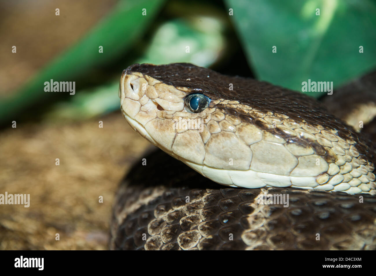 This is an image of a snake Stock Photo - Alamy