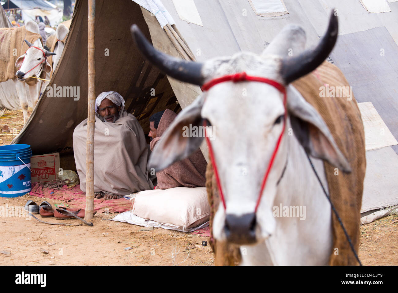 Nagaur mela hi-res stock photography and images - Alamy