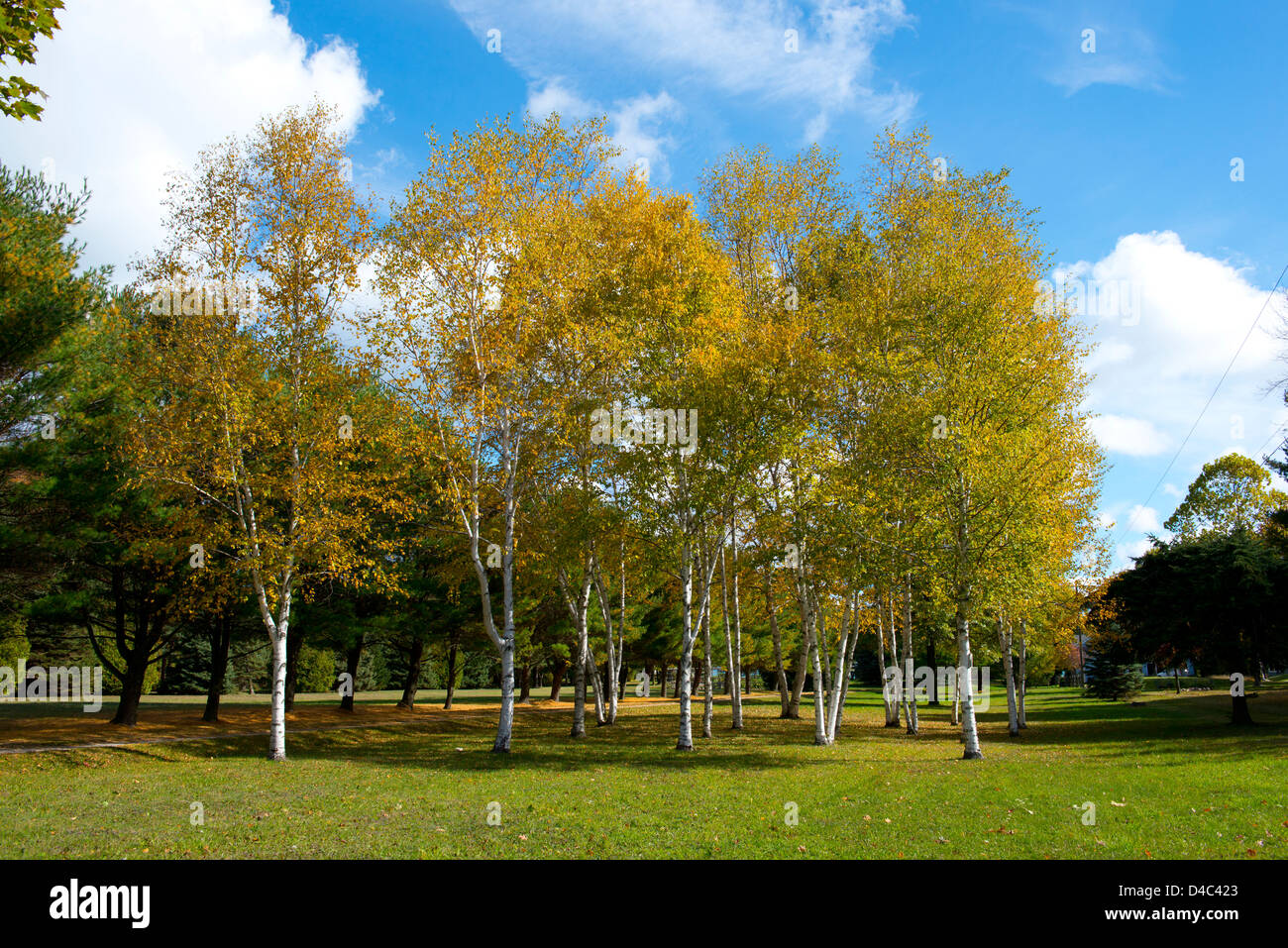 Colorful fall display autumn leaves trees Stock Photo - Alamy